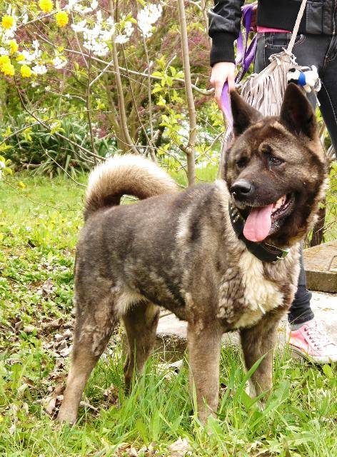 Hundevermittlung, Bogi von kettenlos, Akita Inu Mischling (Hündin ...
