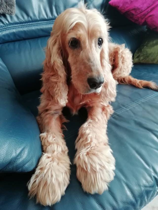 MIA, Cocker Spaniel (Hündin) sucht ein Zuhause - Cocker-Rettung e.V ...