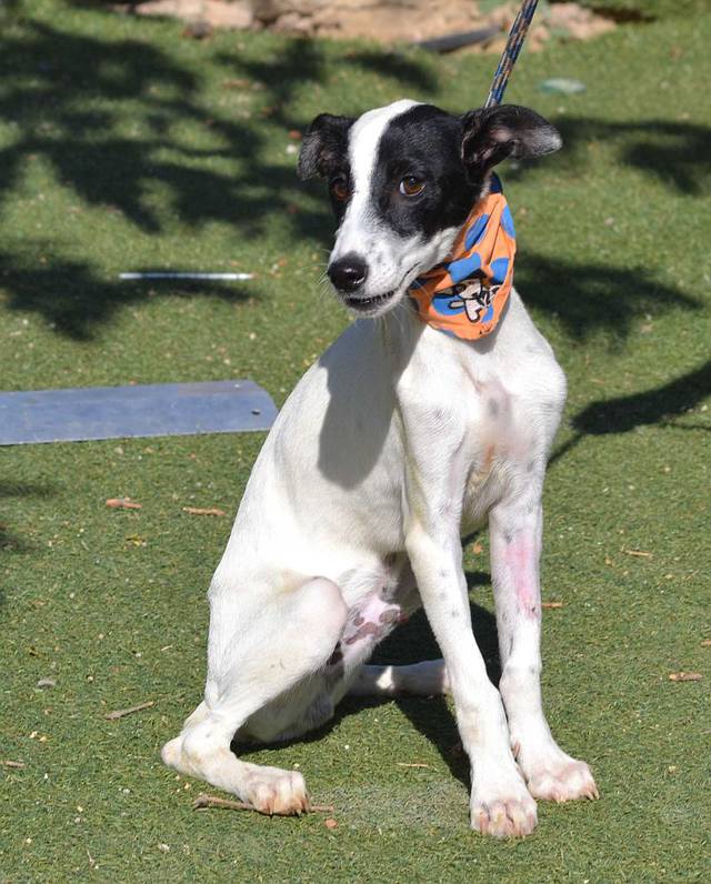 BANDIT, Ratonero-Bodeguero-Andaluz (Span. Jack-Russell) Mischling ...