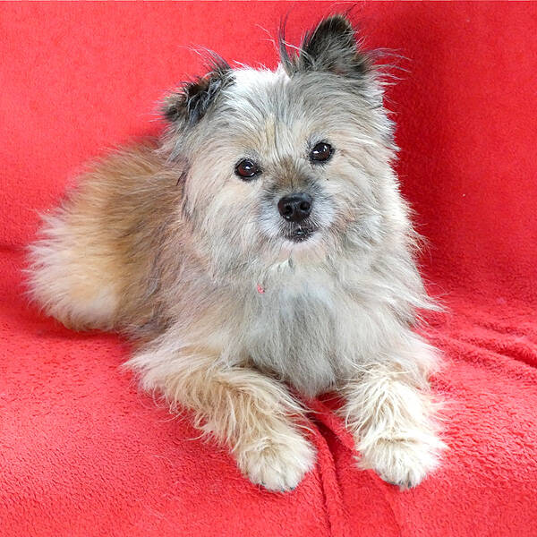 Billy, Zwergspitz-Mischling (Rüde) sucht ein Zuhause - TINI - Tiere In ...