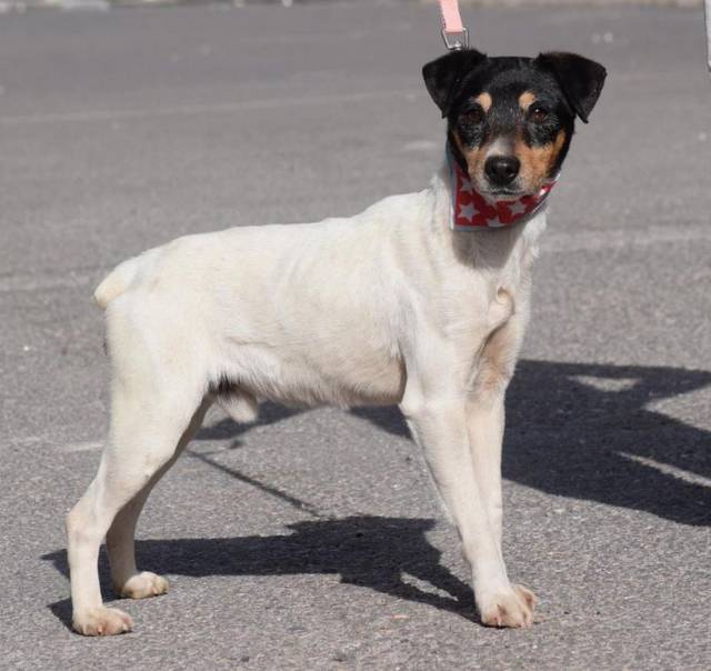 PACO, Bodeguero-Andaluz (Span. Jack-Russell) (Rüde) sucht ein Zuhause ...