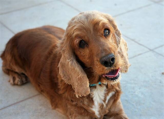 Lana (NL), Cocker Spaniel (Hündin) sucht ein Zuhause - Tierhilfe ...