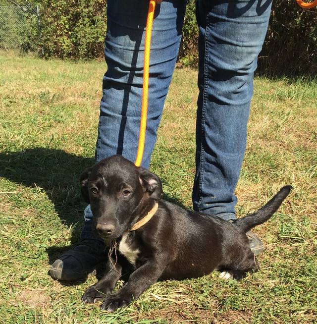 Hundevermittlung, MOGLI, Dackel-Labrador-Mix (Welpe/Rüde) sucht ein ...