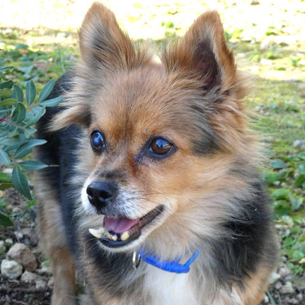 Minifee, Zwergspitz / Langhaar Chihuahua-Mischling (Hündin) sucht ein ...