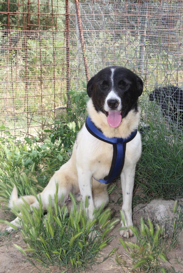 NINO, Bernhardiner(?)-Mix (Rüde) sucht ein Zuhause - adopTIERE e.V ...