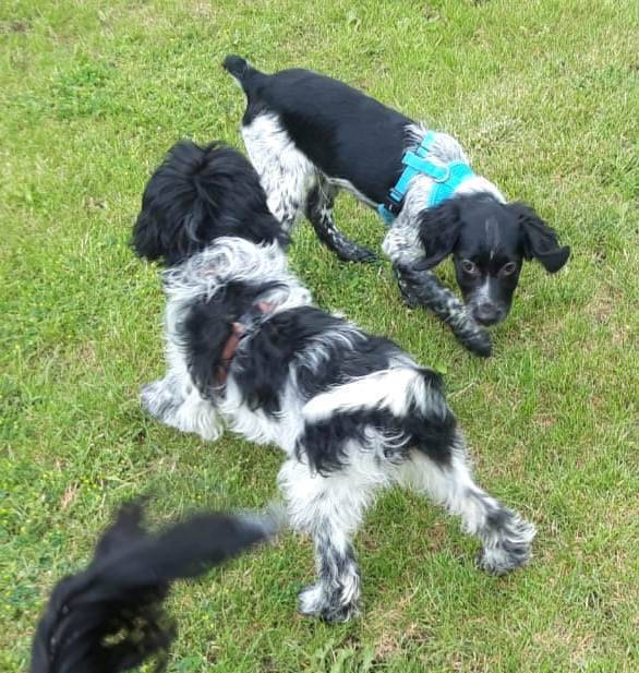 Dani, Cocker Spaniel-Mix (Welpe/Rüde) aus 74613 Öhringen (D) sucht ein ...