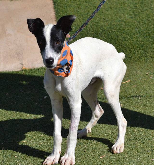 BANDIT, Ratonero-Bodeguero-Andaluz (Span. Jack-Russell) Mischling ...