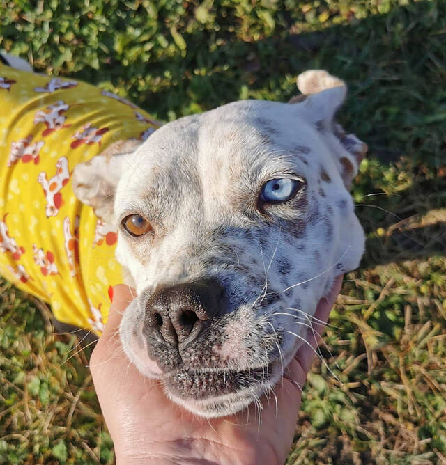 Jenny (Husky-Pointer-Mix 01/2020) von Tierheimleben in Not e.V. sucht ...