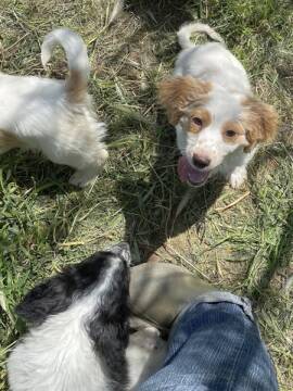 Mello, Setter- Mischling (Welpe/Rüde) sucht ein Zuhause - Griechische ...