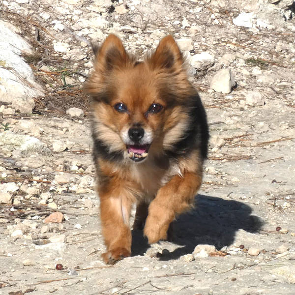 Minifee, Zwergspitz / Langhaar Chihuahua-Mischling (Hündin) sucht ein ...