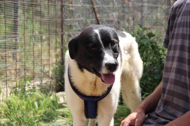 NINO, Bernhardiner(?)-Mix (Rüde) sucht ein Zuhause - adopTIERE e.V ...