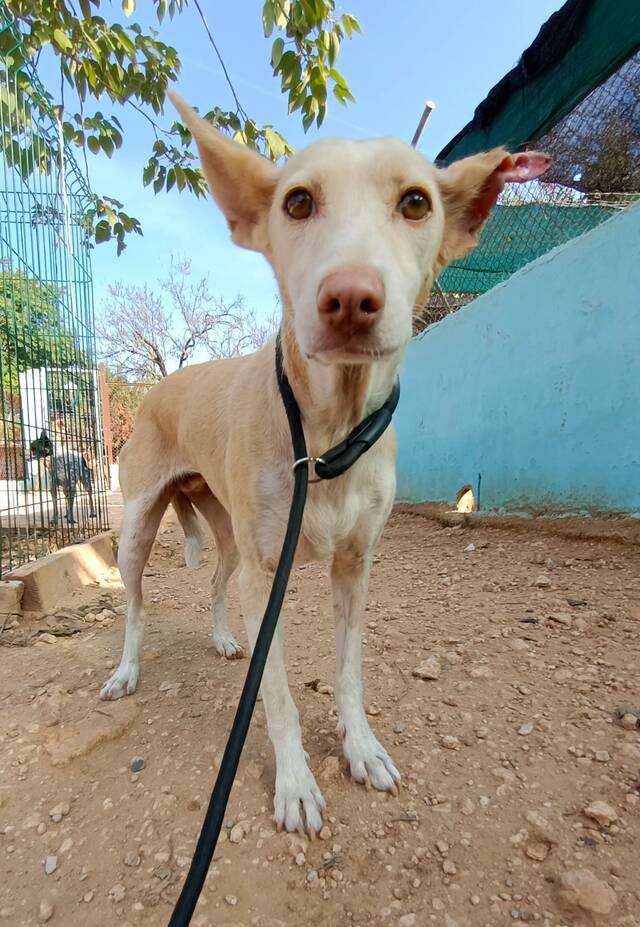Arpa, Podenco-Mix (Hündin) sucht ein Zuhause - Hundepfoten in Not e.V ...