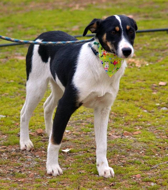 TIMO, Bodeguero-Andaluz-Mischling (Span. Jack-Russell) (Rüde) sucht ein ...