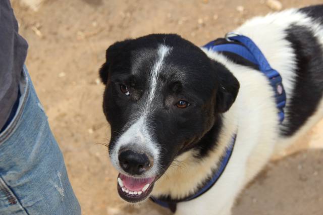 NINO, Bernhardiner(?)-Mix (Rüde) sucht ein Zuhause - adopTIERE e.V ...