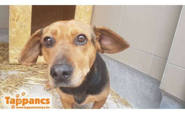 Csopi, Dackel-Mix (Hündin) sucht ein Zuhause - Tierheimleben in Not e.V ...