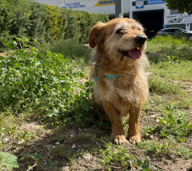 Trail2, Mischling (Rüde) aus 24113 Pflegestelle 24113 Kiel, vorher ...