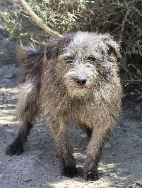 Pipo, Terrier - Mix (Rüde) sucht ein Zuhause - Tierhilfe Costa del ...