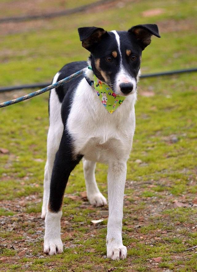 TIMO, Bodeguero-Andaluz-Mischling (Span. Jack-Russell) (Rüde) sucht ein ...
