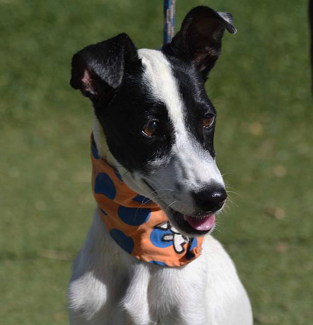 BANDIT, Ratonero-Bodeguero-Andaluz (Span. Jack-Russell) Mischling ...