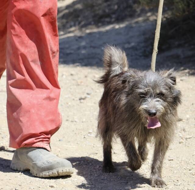 Pipo, Terrier - Mix (Rüde) sucht ein Zuhause - Tierhilfe Costa del ...