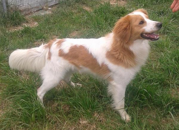 Breton Epagneul Mix - CHESTER, (Rüde) - Zuhause gefunden - adopTiere e ...