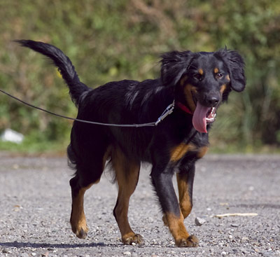 Gordon Setter Mix