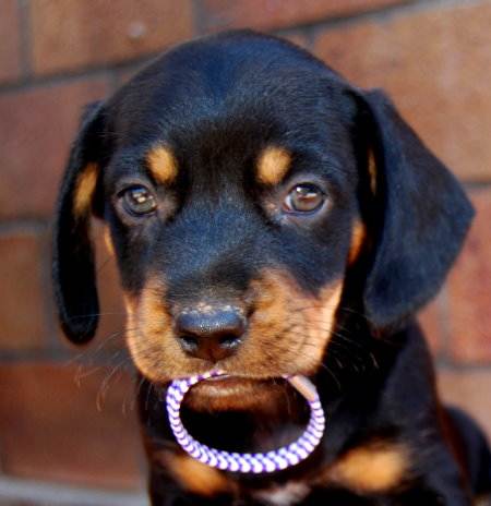 Dackel-Ratero Mix - Ernesto Müller-Nelson, (Welpe(n)) - Zuhause ...