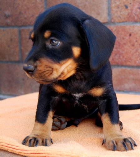 Dackel-Ratero Mix - Ernesto Müller-Nelson, (Welpe(n)) - Zuhause ...