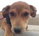 ZERGportal - das soziale Tierschutznetzwerk | Tiervermittlung ...