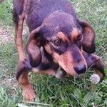 ZERGportal - das soziale Tierschutznetzwerk | Tiervermittlung ...