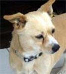 ZERGportal - das soziale Tierschutznetzwerk | Tiervermittlung ...