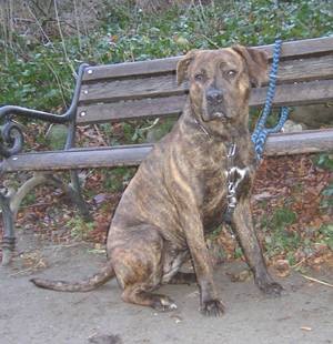 Am. Staff. Boxer Mix - Rosi, (Hündin) - Zuhause gefunden ...