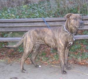 Am. Staff. Boxer Mix - Rosi, (Hündin) - Zuhause gefunden ...