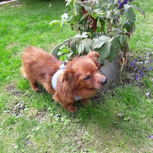 Dackel in Not - Hundevermittlung - Das Online-Tierheim sucht deine ...