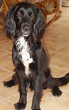 Setter-Mix - Twister, (Notfall) - Zuhause gefunden - Tierhilfe Menorca ...