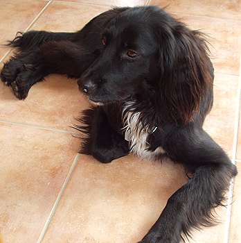 Setter-Mix - Twister, (Notfall) - Zuhause gefunden - Tierhilfe Menorca ...