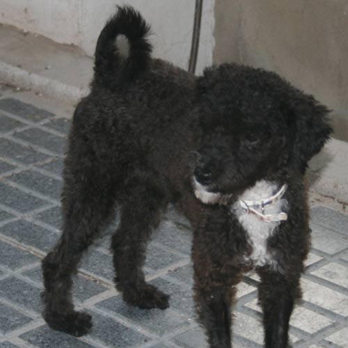 Pudel Mischling - Coco, (Welpe(n)) - Zuhause gefunden - Tierhilfe ...