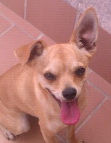 Chihuahua-Ratero-Mix - CHIQUI, (Rüde) - Zuhause gefunden - Hunde aus ...