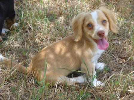 Dackel-Ratero-Mix - Daisy, (Welpe(n)) - Zuhause gefunden - Stiftung ...