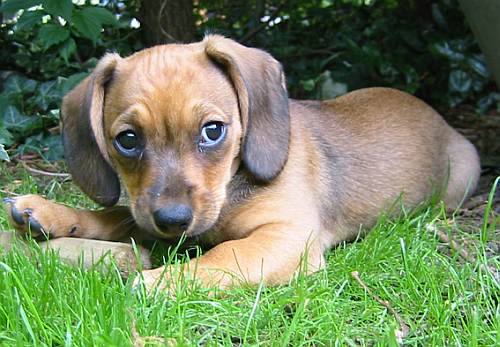 Dackel-Mix - Tini, (Welpe(n)) - Zuhause gefunden - Aktionsgemeinschaft ...