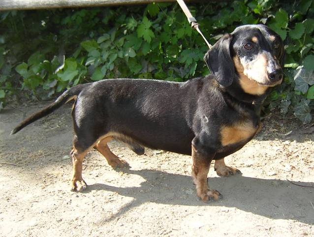 Kurzhaar Dackel - Purzel, (Notfall) - Zuhause gefunden ...