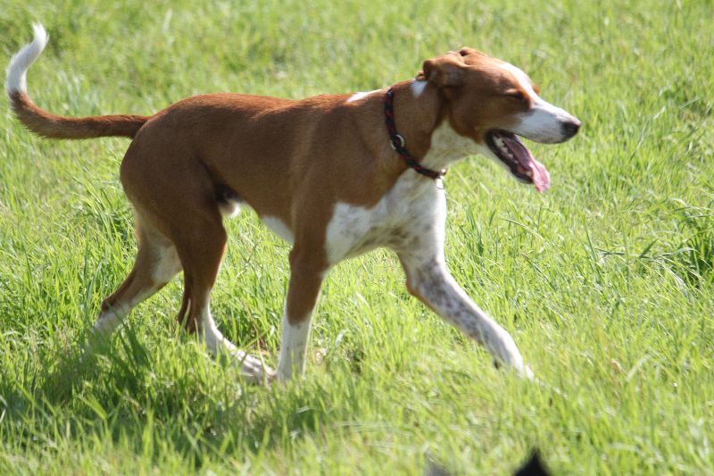 Podenco-Mix (Schlappohr) - WHISKEY, (Rüde) - Zuhause gefunden - Hunde ...