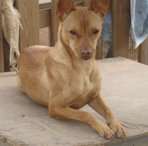 Ratero-Pinscher-Mix - Estrella III, () - Zuhause gefunden ...