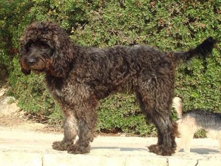 Spanischer Wasserhund In Not