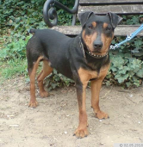 Heide Terrier Mix - CHESTER, (Rüde) - Zuhause gefunden ...