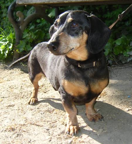 Kurzhaar Dackel - Purzel, (Notfall) - Zuhause gefunden ...