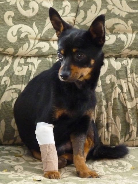 Ratero-evtl.mit Chihuahua Mix - Woody, (Notfall) - Zuhause gefunden ...