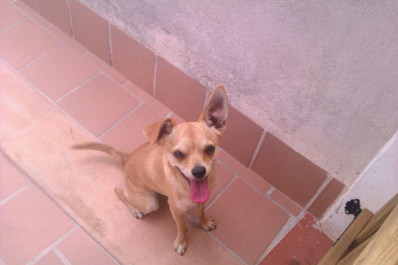 Chihuahua-Ratero-Mix - CHIQUI, (Rüde) - Zuhause gefunden - Hunde aus ...