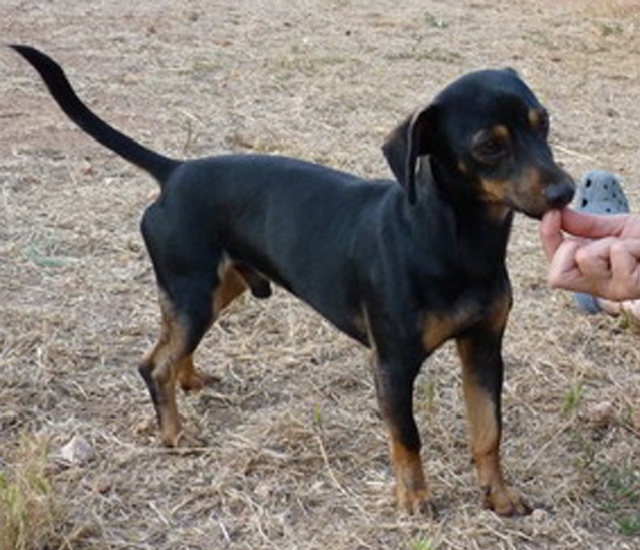 Dackel-Ratero Mix - Mogli, (Rüde) - Zuhause gefunden - Sonnenhunde von ...