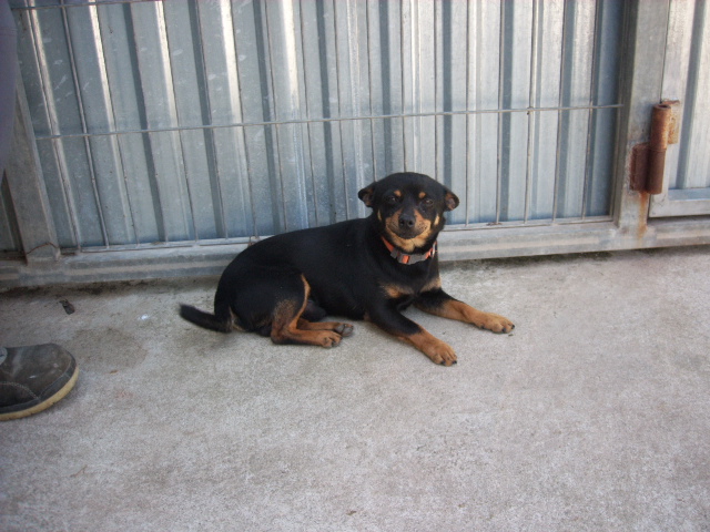 Ratero-evtl.mit Chihuahua Mix - Woody, (Notfall) - Zuhause gefunden ...